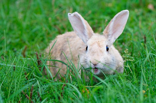 Rabbit Dental Care – All4Pets
